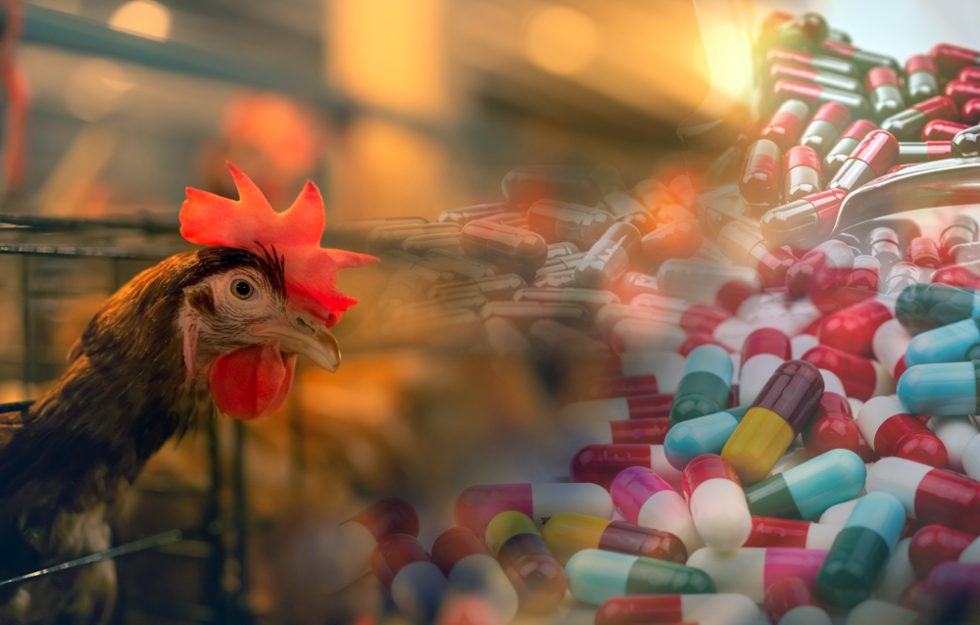 New FDA Report Shows More Antibiotics Being Sold for Food Animals ...