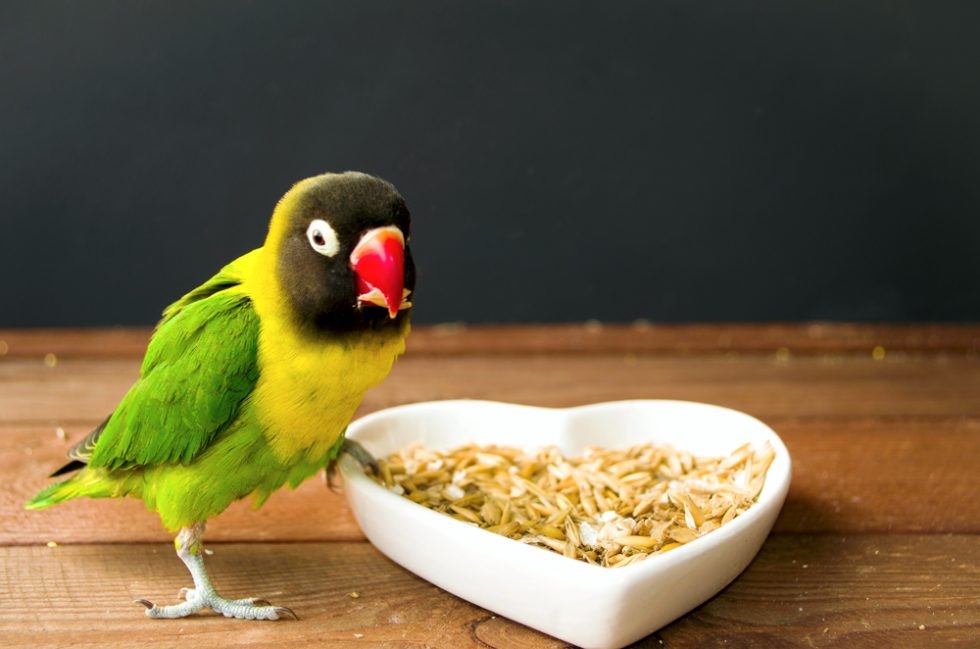 Why Do Birds Have Such Skinny Legs Animal Health News And Views why-do-birds-have-such-skinny-legs-animal-health-news-and-views