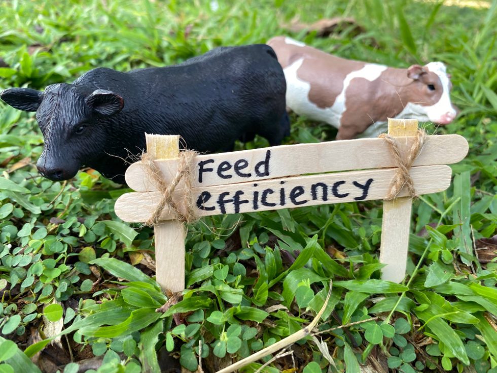 Cargill: Next Generation Phytogenics Can Optimize Animal Performance ...