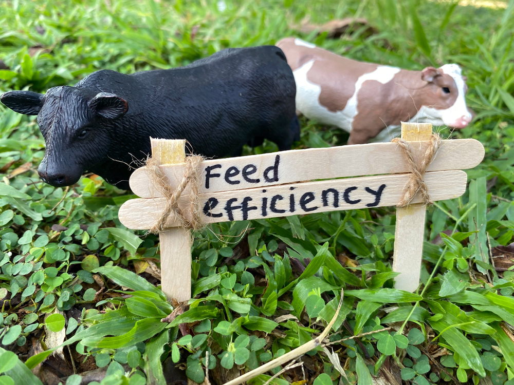 Cargill: Next Generation Phytogenics Can Optimize Animal Performance ...