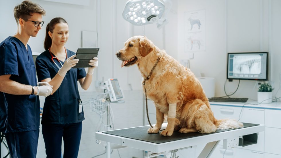 Tips for Team-Based Veterinary Health Care - Animal Health News and Views