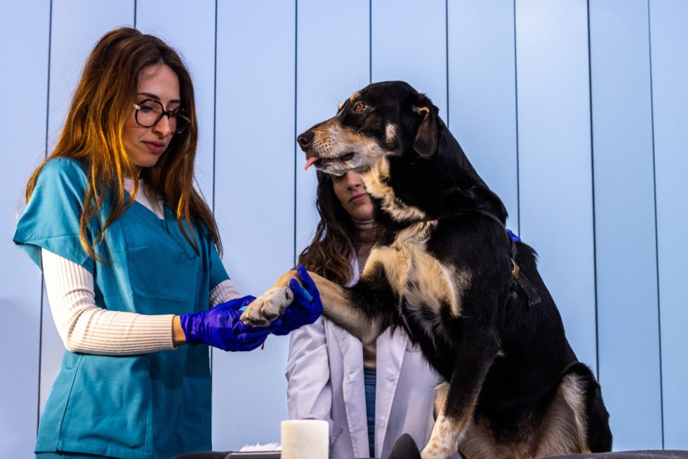 A Look at the Importance of Title Protection | Animal Health News