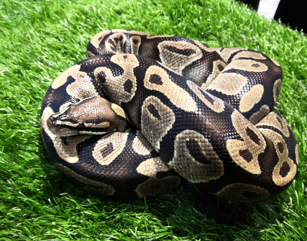 Robot Rabbits the Latest Tool in Florida Battle to Control Invasive ...