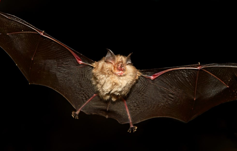 Which Animal Has The Best Hearing? - Animal Health News and Views