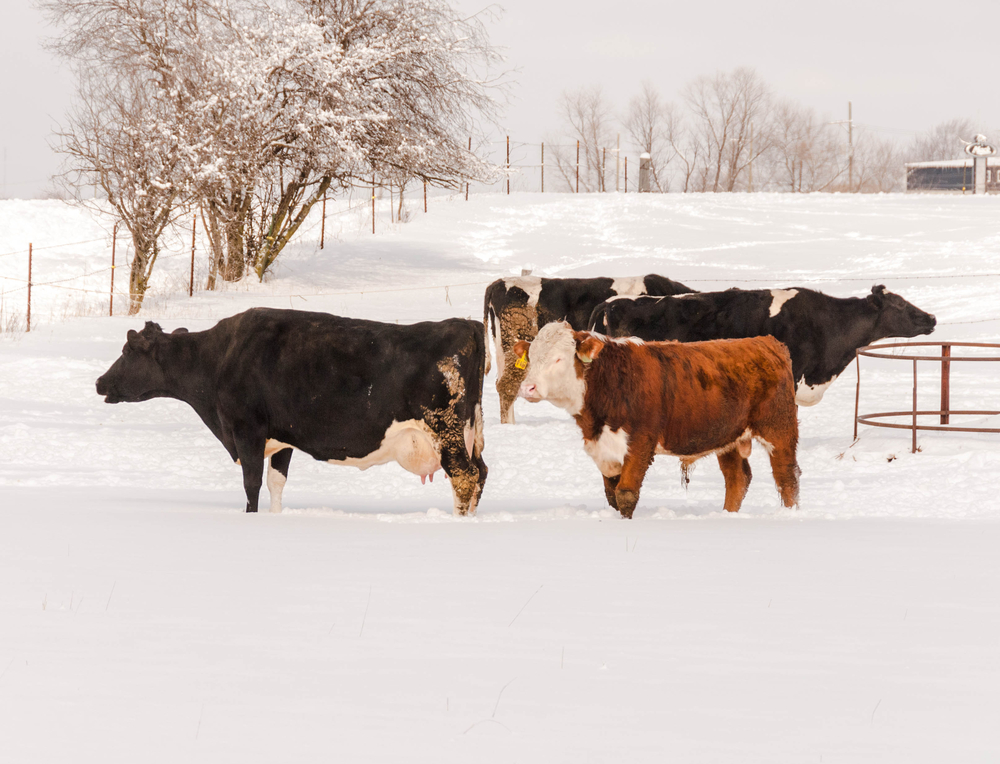 Veterinarians Share Advice on Ensuring Livestock Safety During Freezing ...