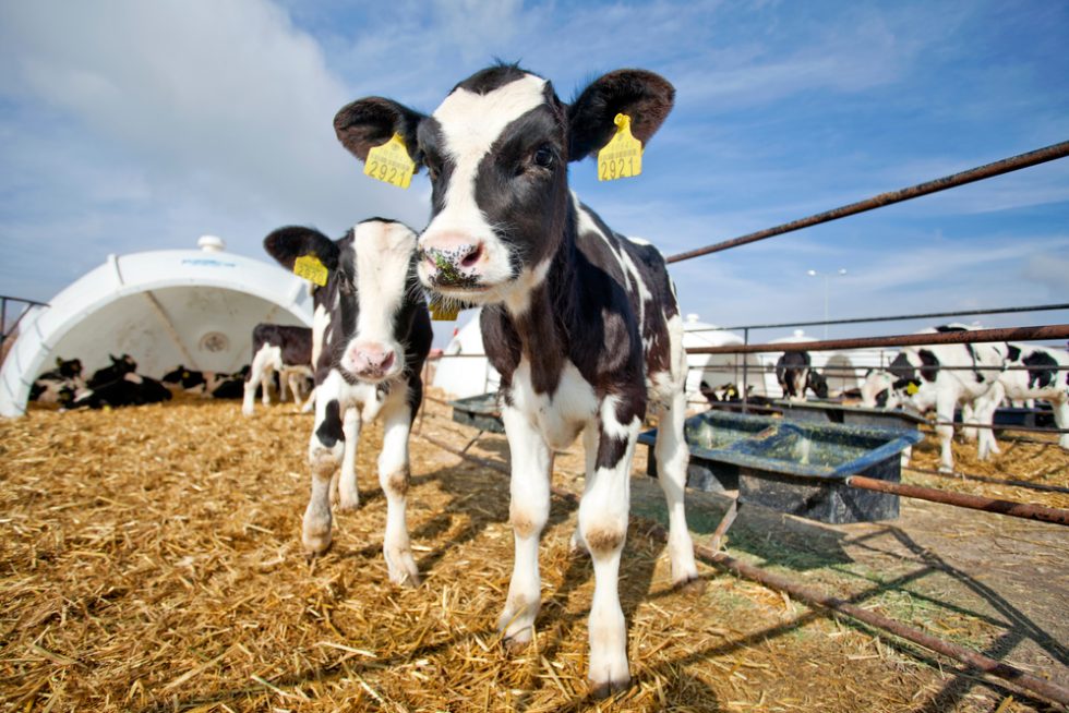 Improving Dairy Calf Pain Mitigation - Animal Health News and Views