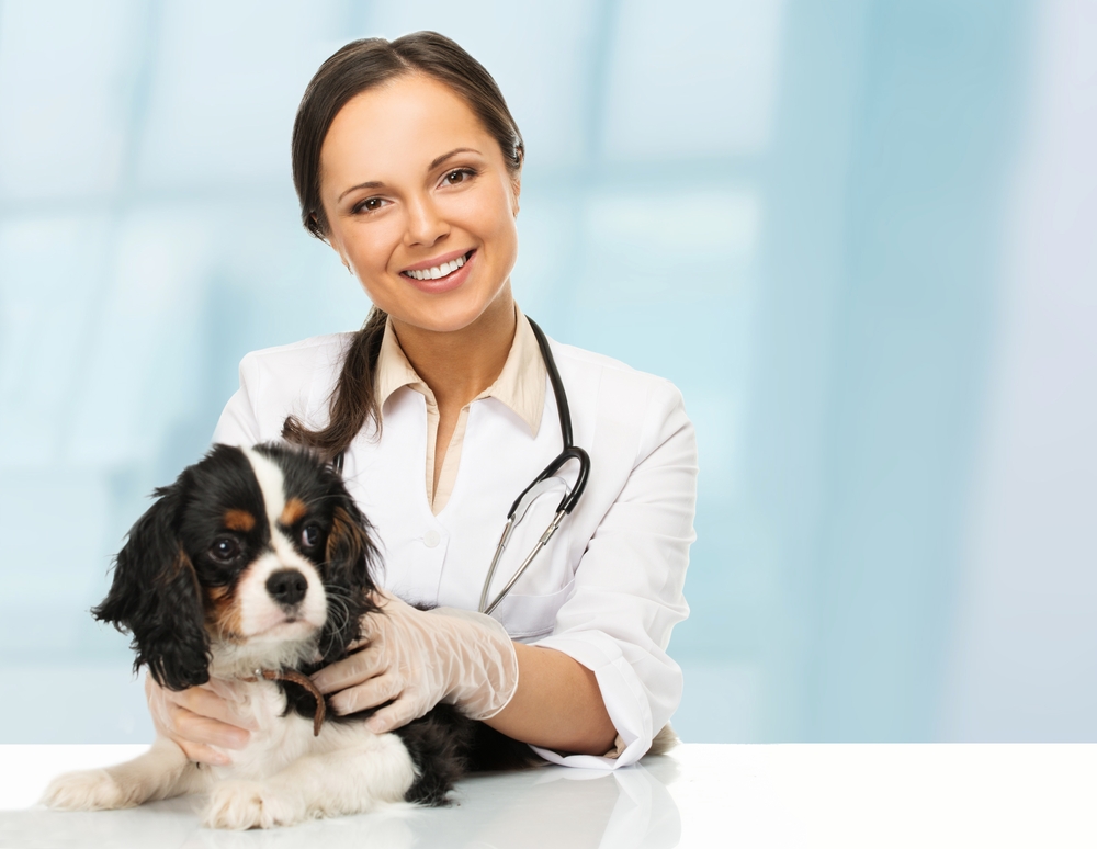 Veterinary Practices Are Struggling—Here’s How You Can Thrive in 2025 ...