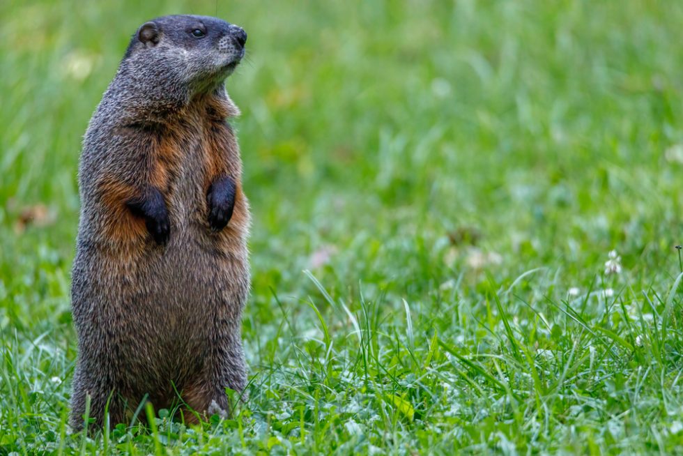 6 Weird Groundhog Facts for Groundhog Day - Animal Health News and Views