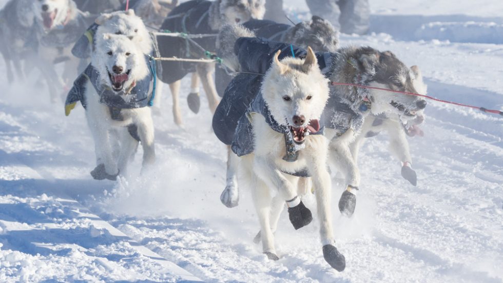 Iditarod 53: Catching Up with New Co-Chief Race Veterinarian Dr. Greg ...