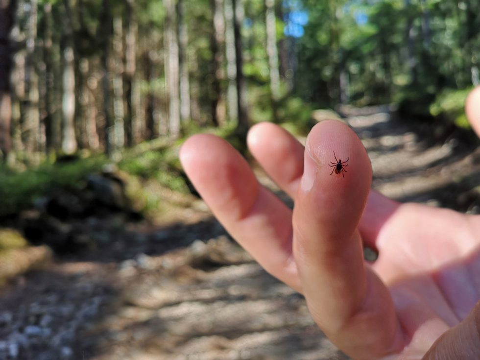 Veterinarian Removes 80+ Ticks From One Animal: How Eagle Residents Are ...