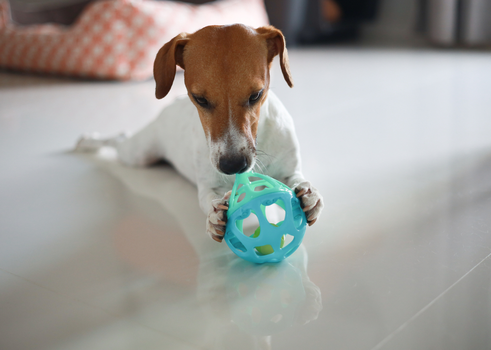 ‘Ball Junkie’: Some Dogs Show Signs of Addiction, Study Finds - Animal ...