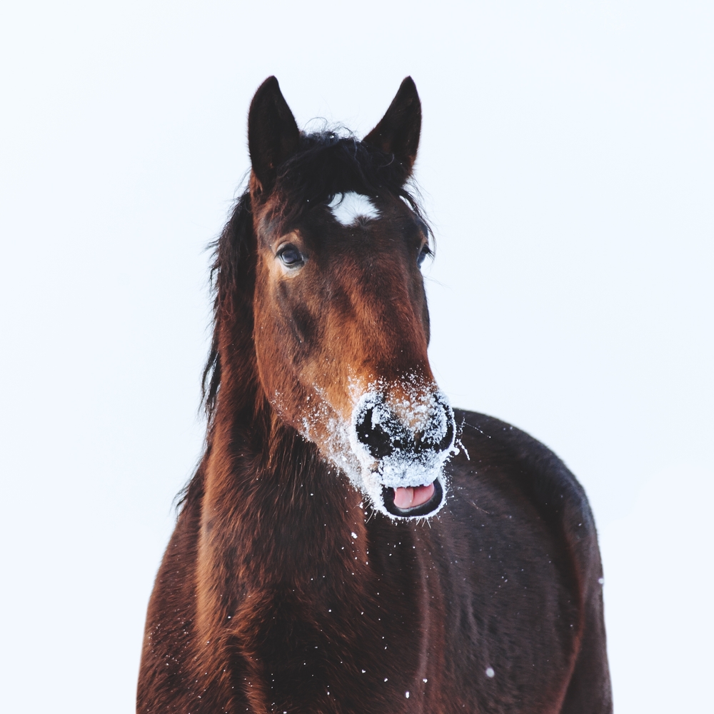 Cornell Equine Advancing Research, Training and Community for Horse ...