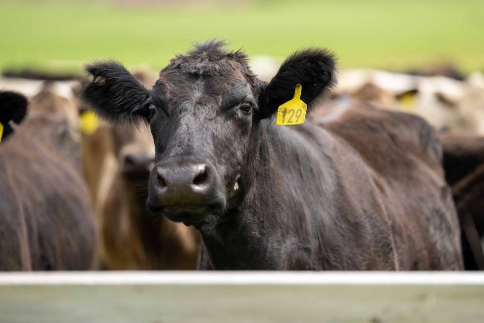 What Tyson Beef Plant Closure Means for Cattle Producers - Animal ...