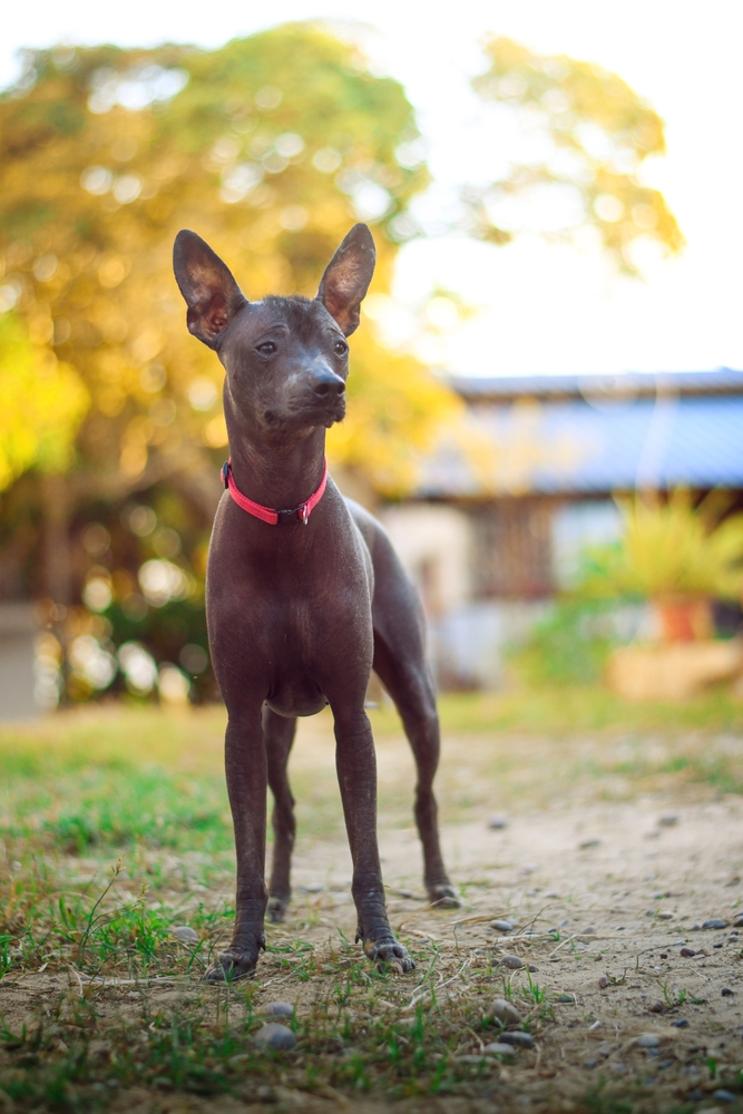 Google Street View Helps Scientists Track Stray Dogs in Peru - Animal ...