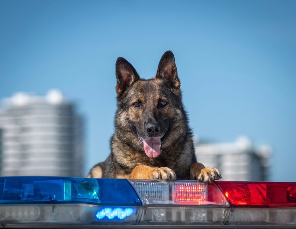 K9s.org Deploys 15 K9s Across 3 States Amid Rising Drug and Safety ...