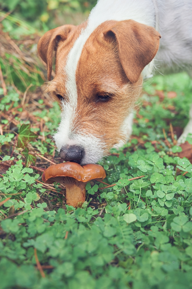 ‘Good boy!’ Truffle-Sniffing Dogs are Helping Uncover Hidden ...
