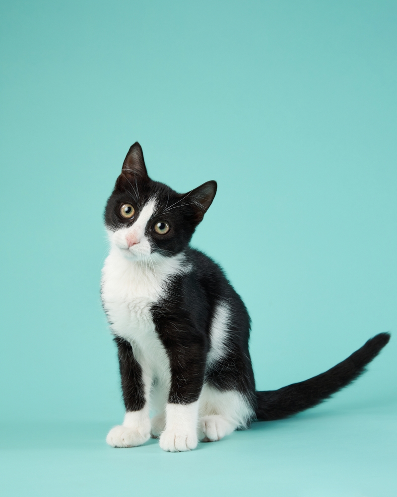 Copy Cats: Kitties Mirror Each Other’s Faces to Get Along - Animal ...