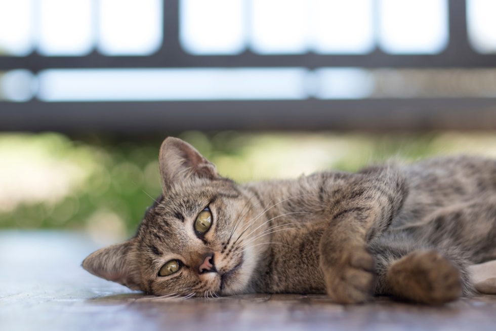 ISFM, AAFP Update Guidelines on Long-Term NSAID use in Cats - Animal ...