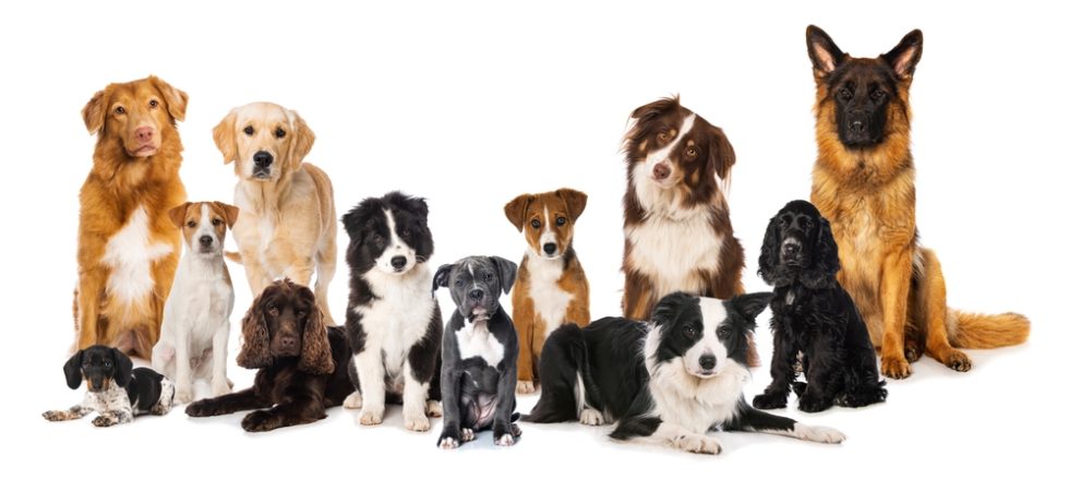 Meet AKC’s Three Newly-Recognized Dog Breeds - Animal Health News and Views