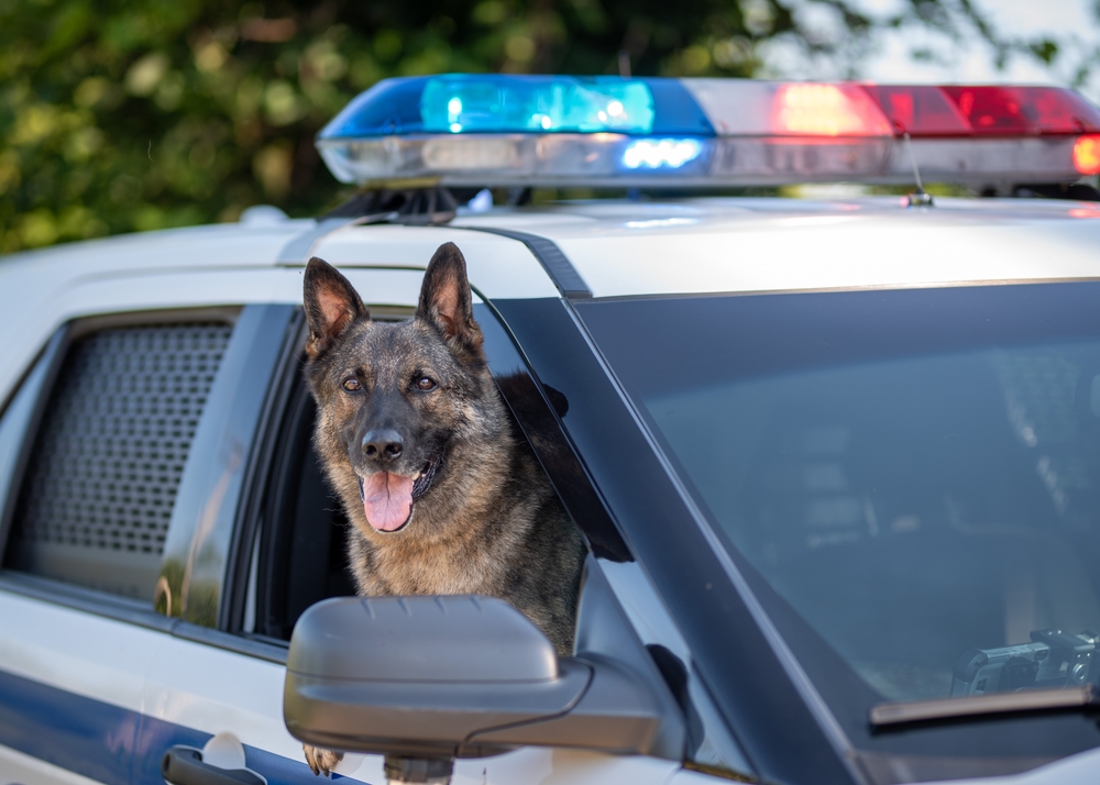 Illinois Law Ensures Retired Police Dogs Receive Long-Term Veterinary ...