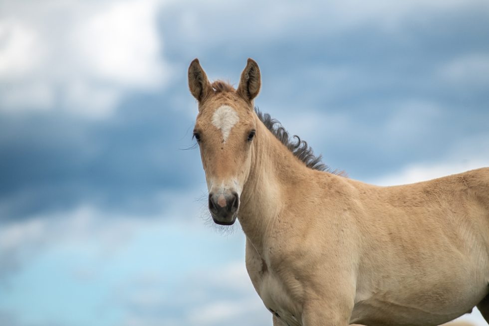 12 Equine Facts to Share with Your Hoof-Care Clients - Animal Health ...