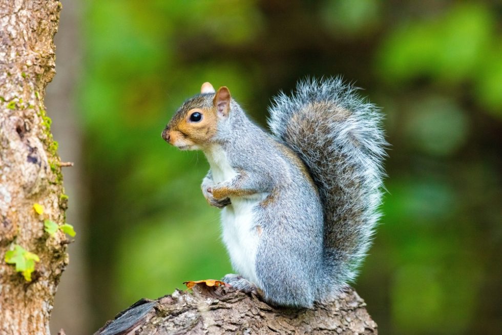 Want to Own a Pet Squirrel or Raccoon? Some NH Lawmakers Want to Make ...