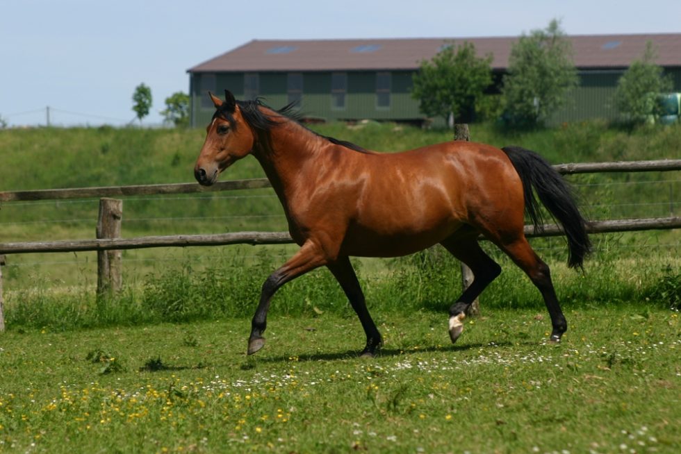 Don’t Horse Around When It Comes To Bumps: Understanding Equine Skin ...