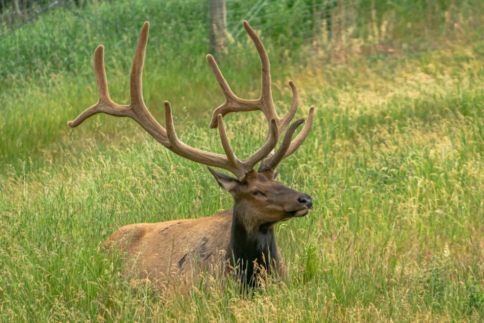 Parasitic Worms Bury Themselves in the Brains of Moose and Elk – a New ...