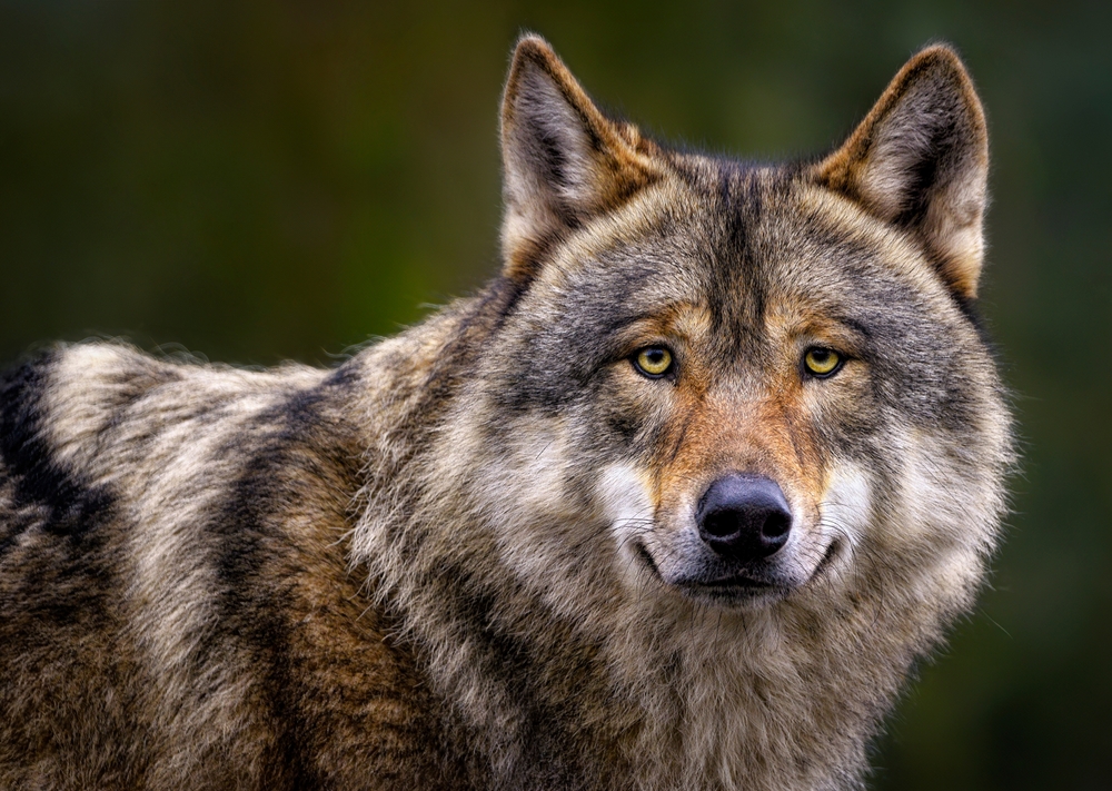Your Reporter Efforts Underway to Stop Wolf Reintroduction in Colorado ...