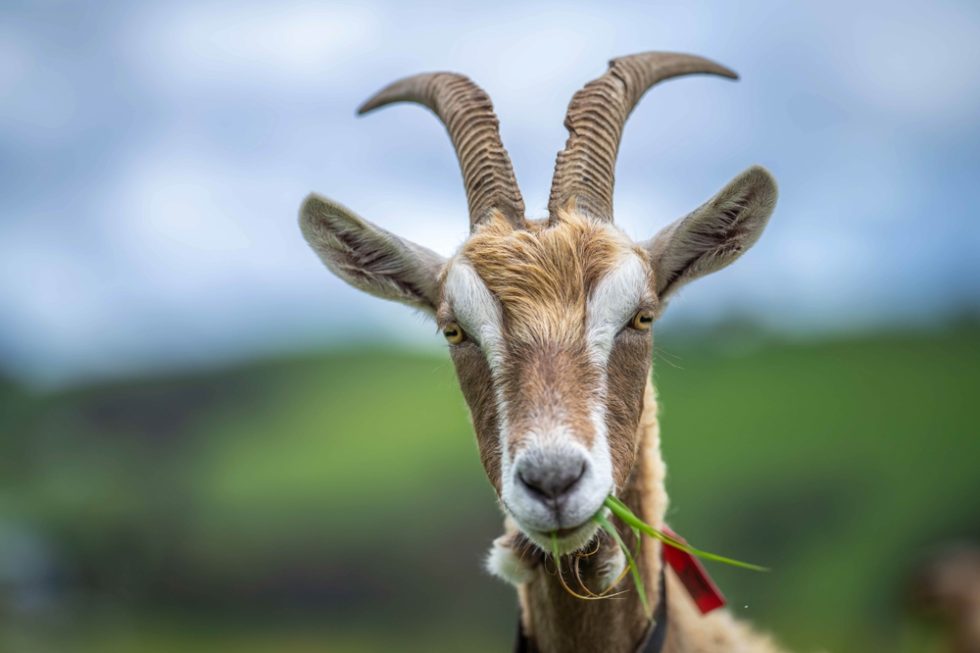 Scientists Trained AI to Detect Faces in Pain. In Goats. - Animal ...