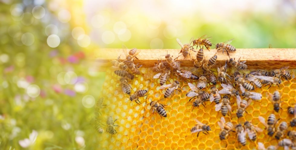 Bees Face New Threats From Wars, Street Lights and Microplastics ...