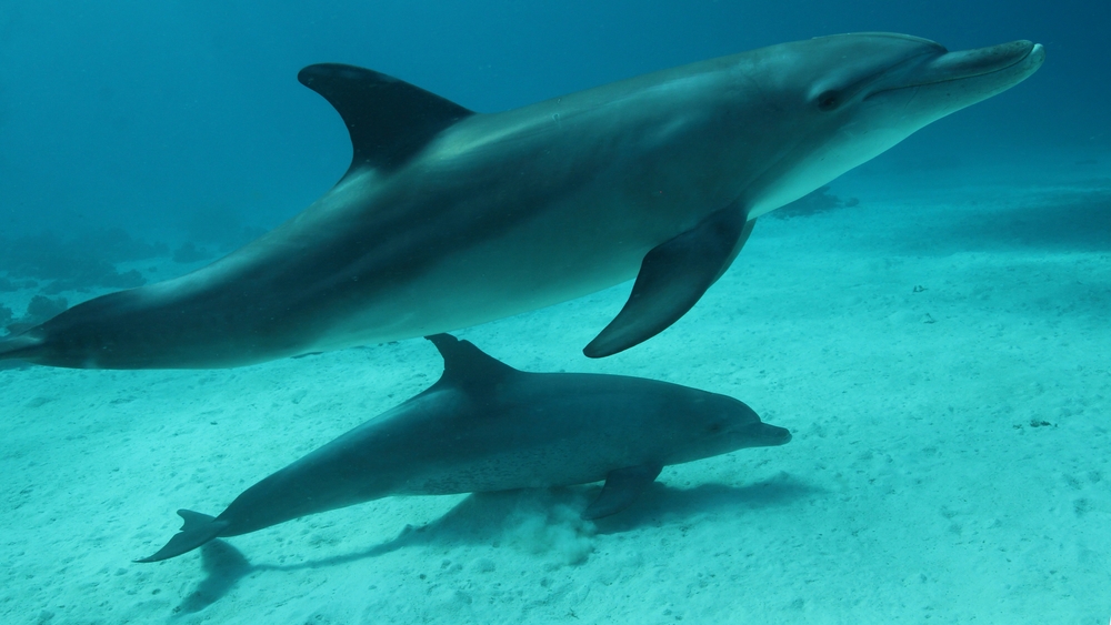 Thermal Drones Can Track Dolphin Health Without Having to Touch or ...