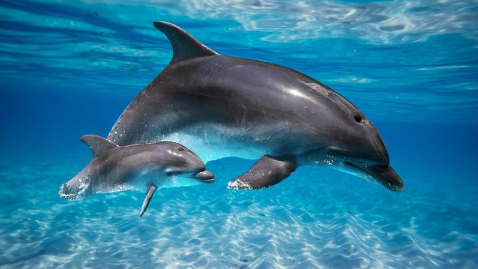 Google Is Training AI to Speak Dolphin - Animal Health News and Views