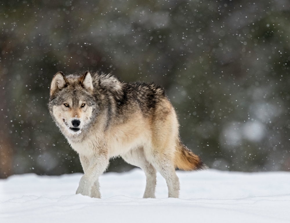 Yellowstone Wolf Pup Numbers Fall to a New Low Since Reintroduction ...