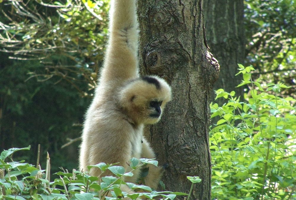 Nashville Zoo Tries to Halt Proposed Data Center Over Animal Safety ...