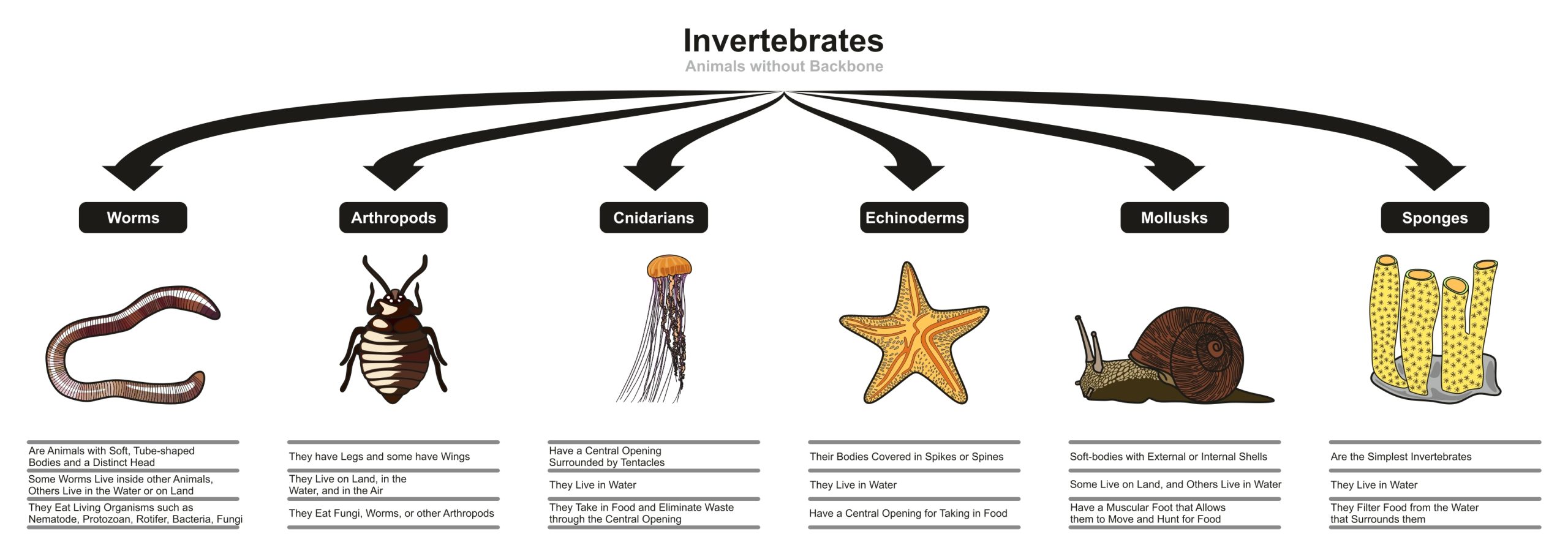 Dark Side of Bright Nights Taking Toll on Forgotten Invertebrates ...